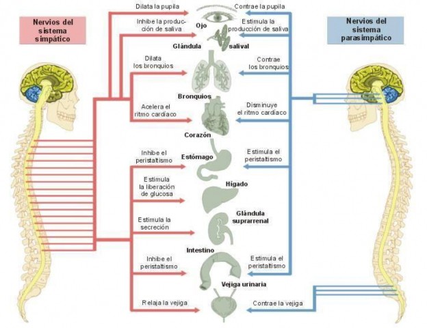 Fisiopatología del Colon Irritable